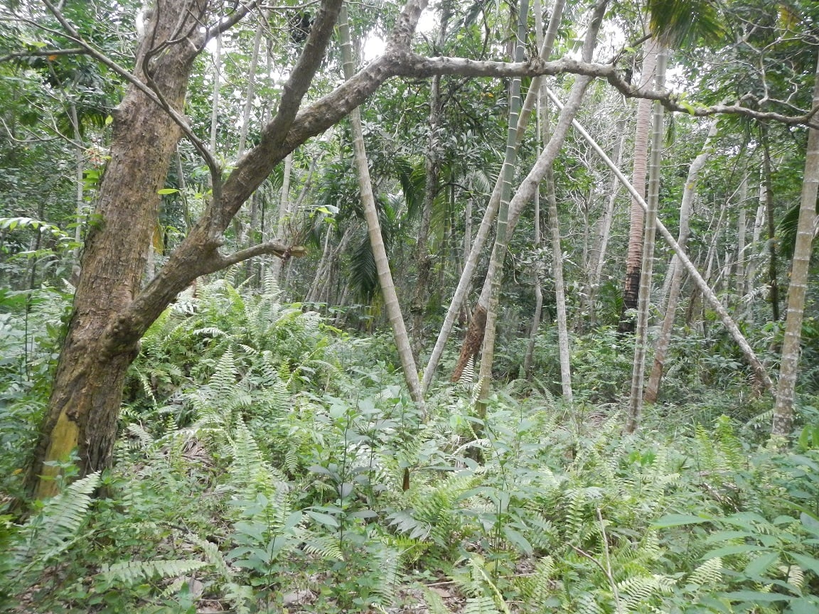 Indonesian Mapping Program